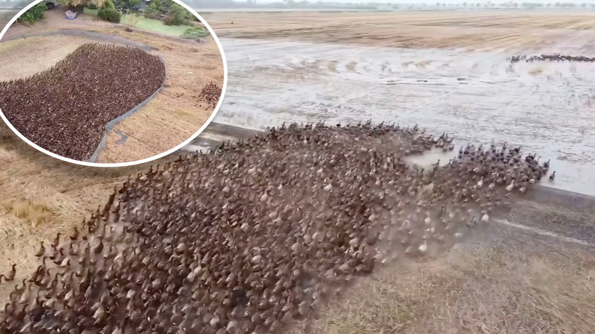 Estampida de 10,000 patos: la impactante carrera por un platillo de ...