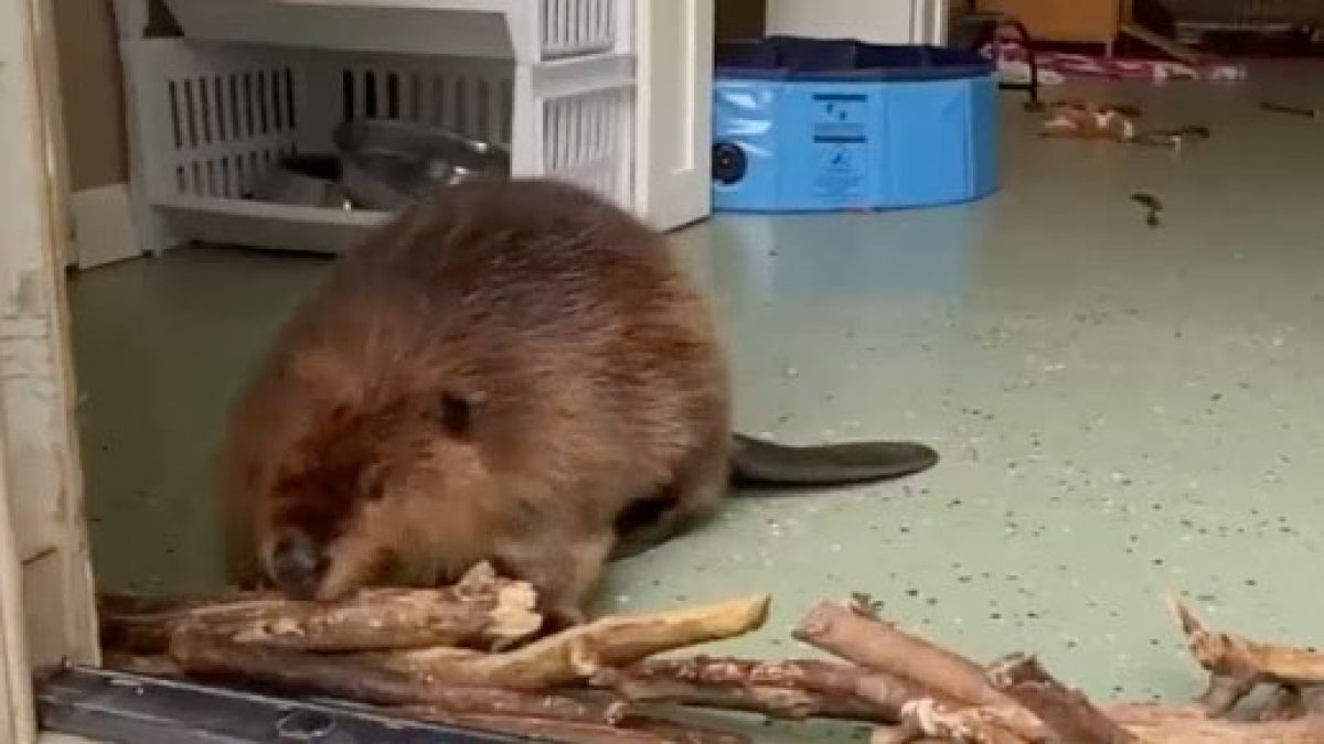 Un castor “construye” una represa dentro de un refugio de animales ...