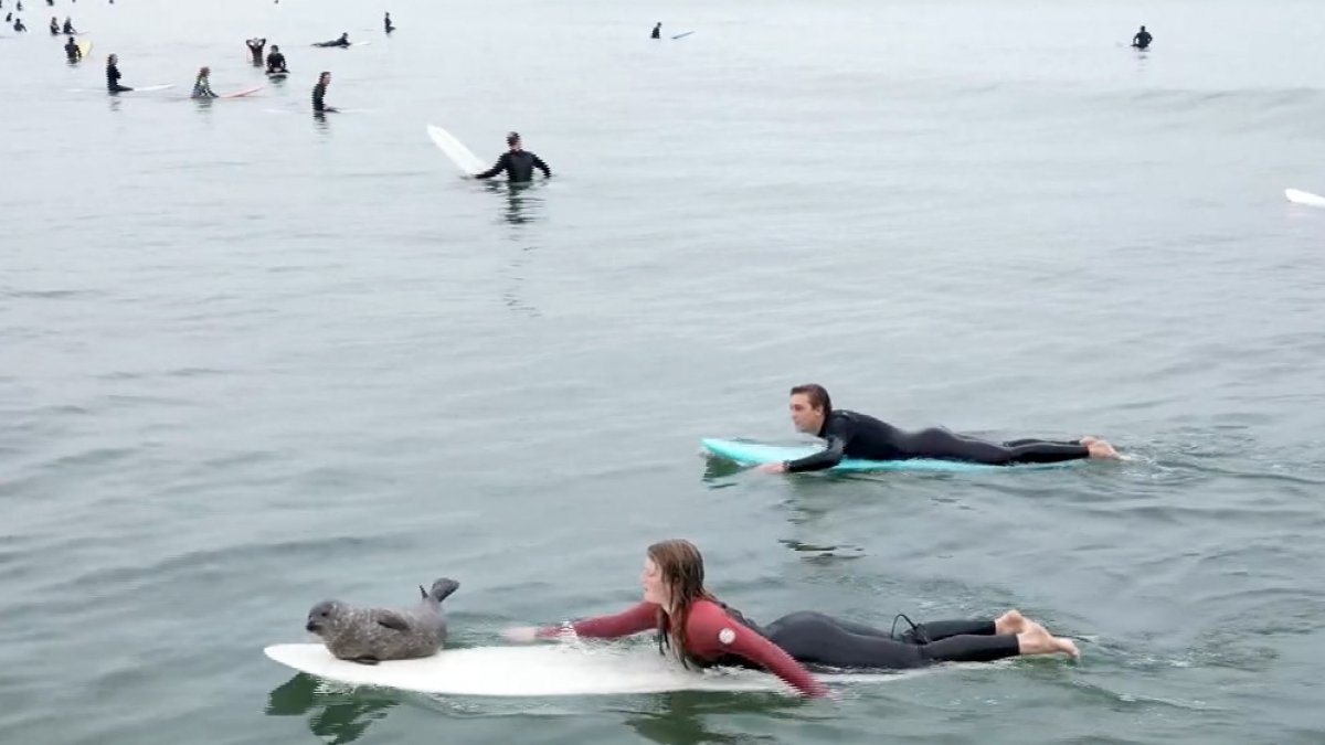 San Diego: foca bebé se une a surfistas – Telemundo Las Vegas