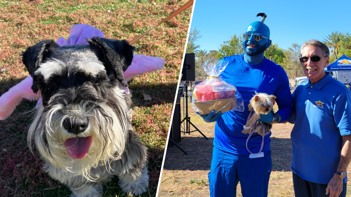 North Las Vegas tendrá su fiesta perruna "Paws in the park" – Telemundo ...