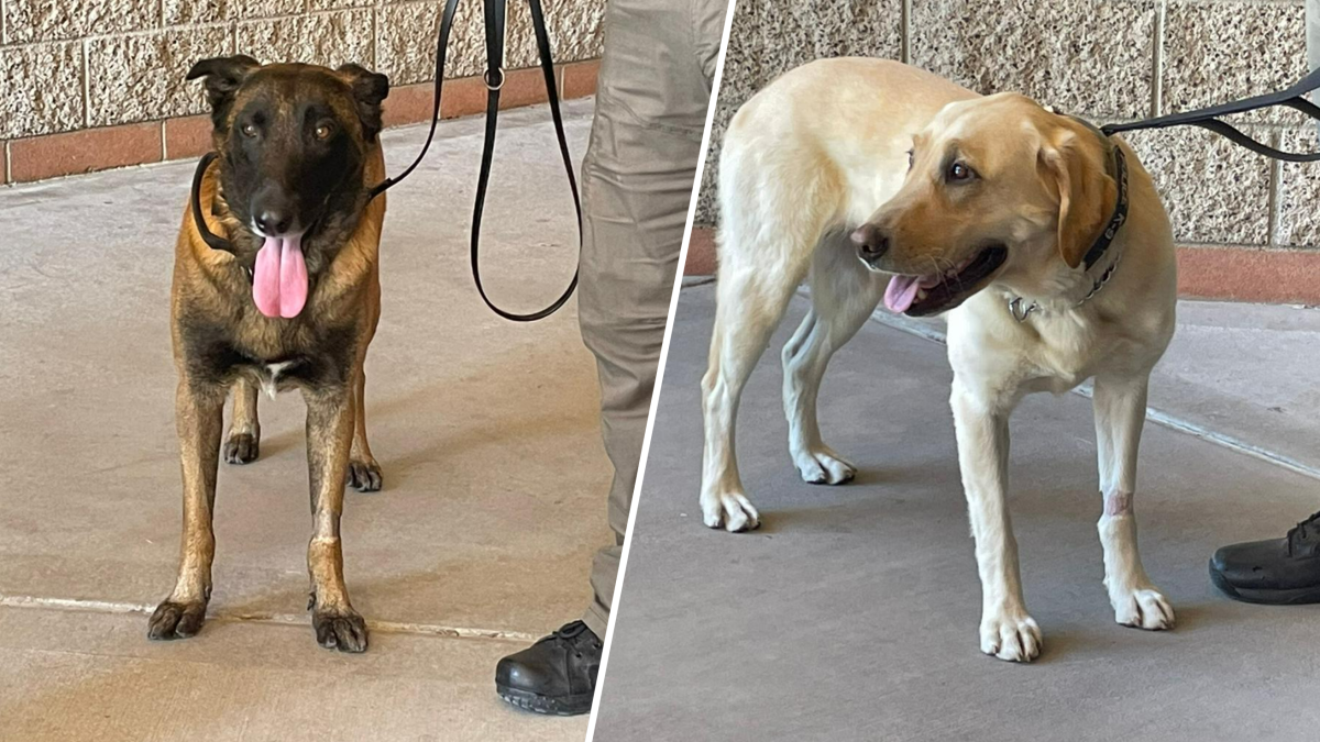 Los K9 Ace y Peppermint vuelven a sus labores tras recuperarse ...