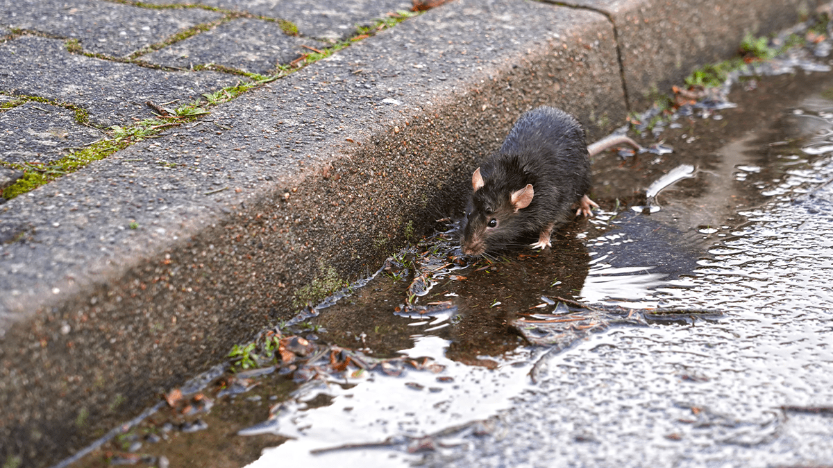 Insalubre: reportan presencia de ratas en las afueras de restaurante de ...